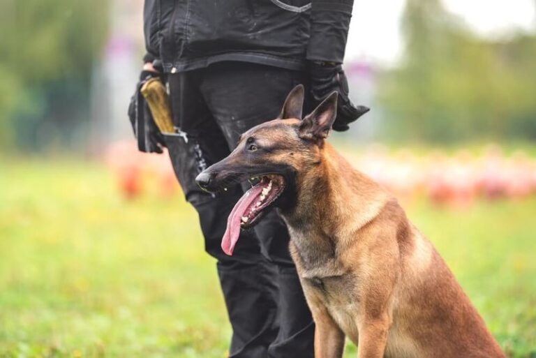 Is the Belgian Malinois Right for You? 8 Pros and Cons of This Elite ...