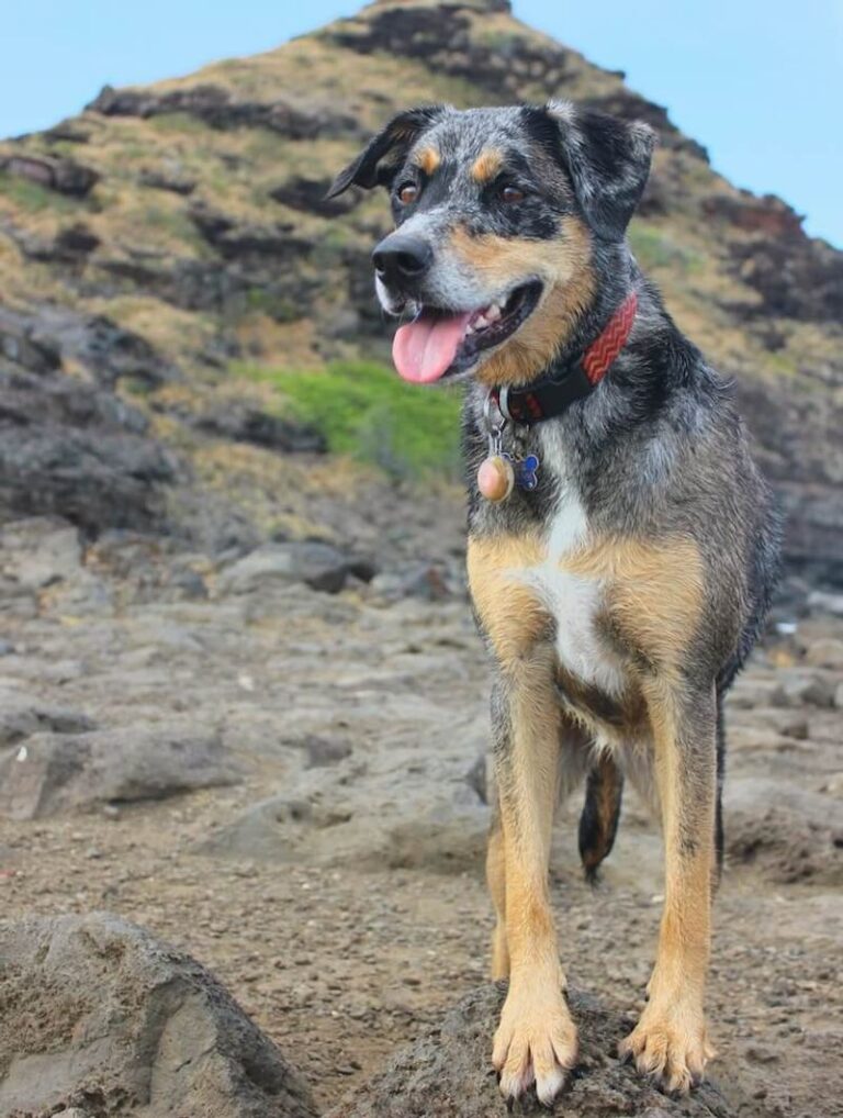 11 Things You Didn’t Know About the Catahoula Leopard Dog - Epic dogs tales
