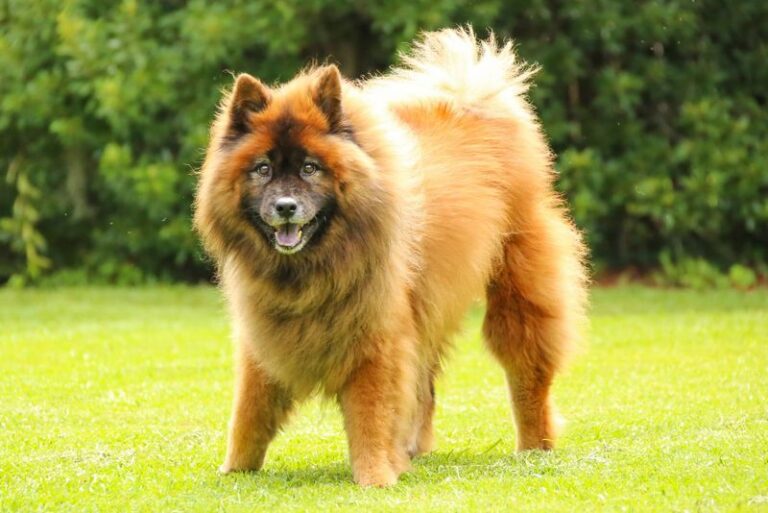18 Best German Dog Breeds That Every Dog Lover Would Adore - Epic dogs ...