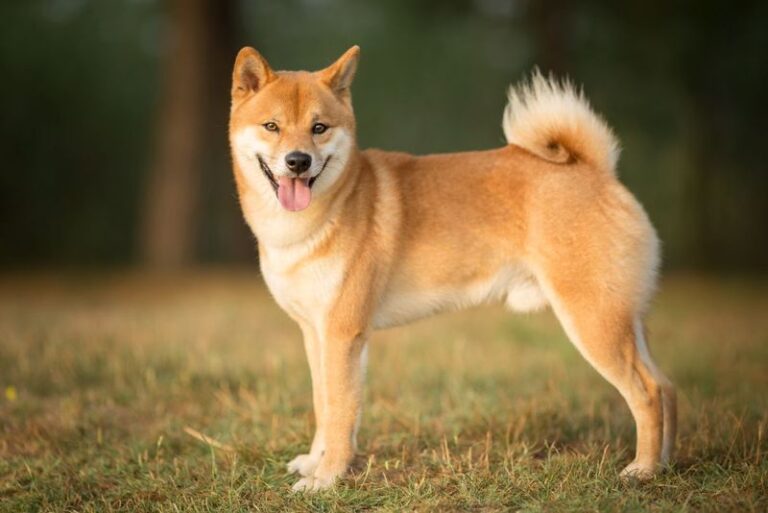12 Fox-Like Dog Breeds That Make Amazing Pets - Epic dogs tales