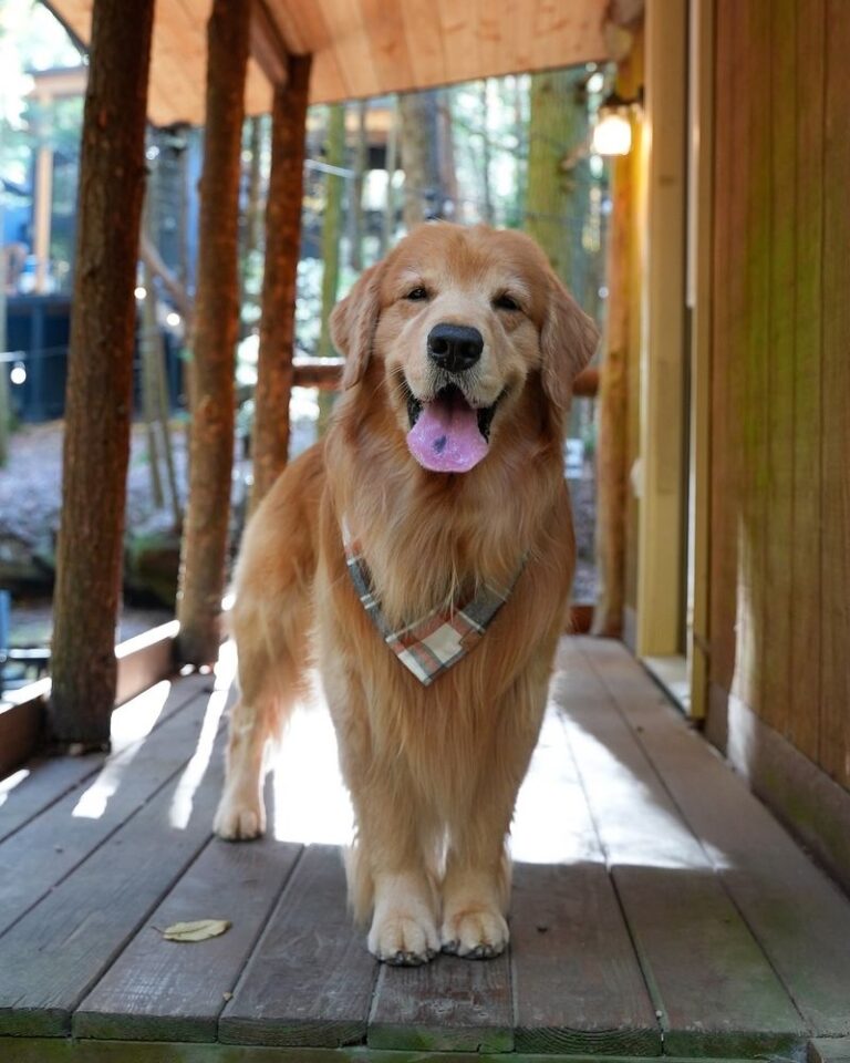 2025 AKC Rankings: America’s 15 Favorite Dog Breeds Revealed - Epic ...