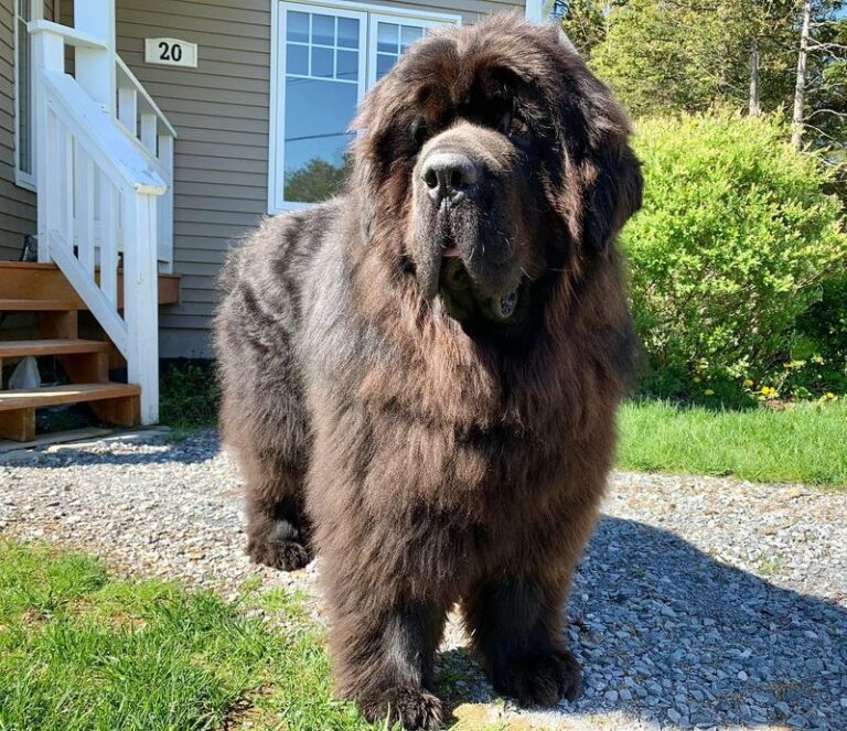 17 Tallest Dog Breeds, Ranked by Height - Epic dogs tales