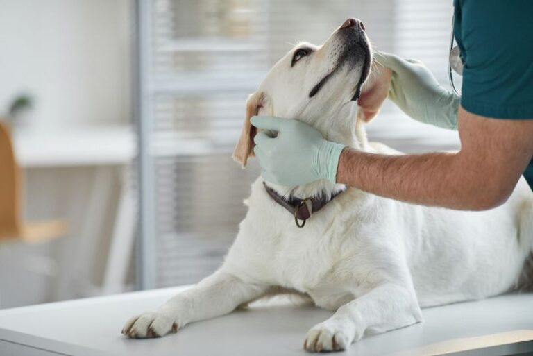 12 Ways to Check If Your Dog is Dead or Unconscious - Epic dogs tales