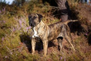 Presa Canario: 7 Pros and 5 Cons of Owning This Powerful Breed - Epic dogs tales