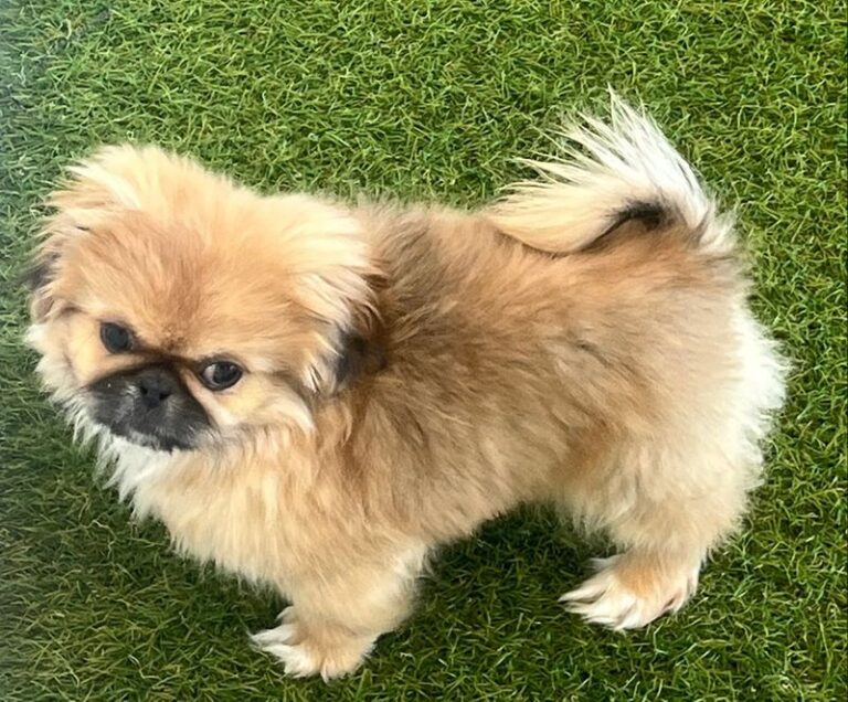 Tiny, Adorable, and Loyal: Top 15 Lap Dog Breeds - Epic dogs tales