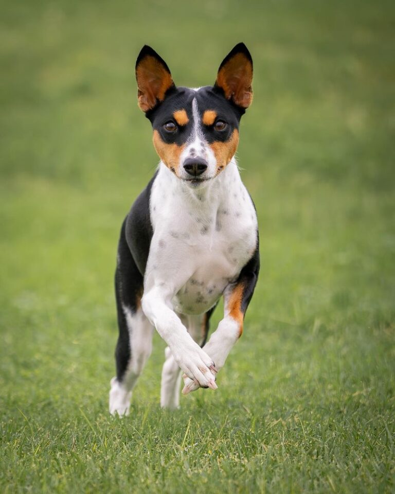 25 of the Coolest Dogs in the World and What Makes Them So Special ...