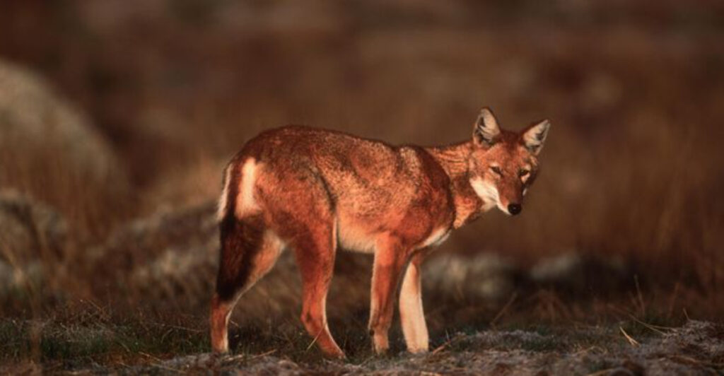 Meet the 9 Rarest Wild Dogs Roaming the Planet Today - Epic dogs tales