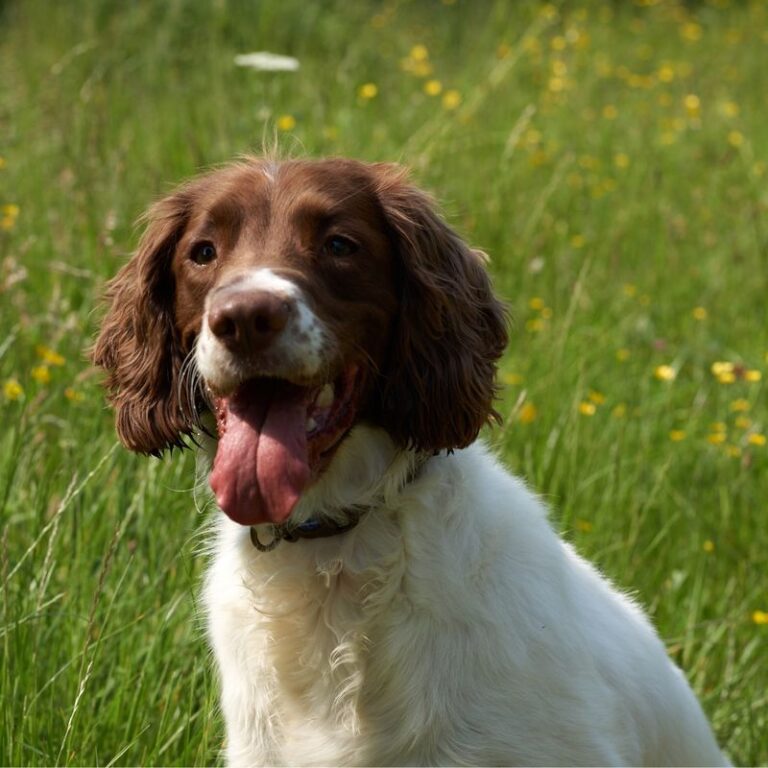 The Top 23 Smartest Dog Breeds Who Amaze People With Their Cleverness ...