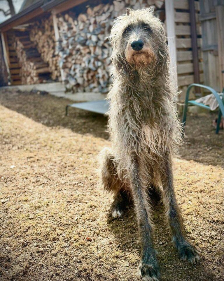 17 Tallest Dog Breeds, Ranked by Height - Epic dogs tales