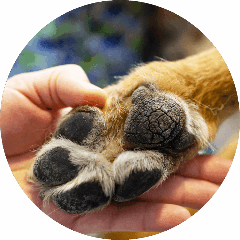 12 Things You Didn’t Know About Dogs’ Paws - Epic dogs tales