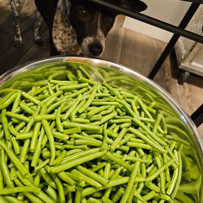15 Healthy Snacks You Can Share with Your Dog - Epic dogs tales