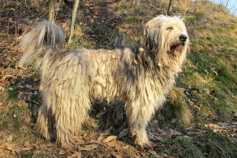 21 Rare and Remarkable Dog Breeds You Probably Didn’t Know Existed ...