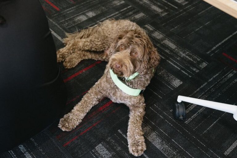 These 15 Breeds Make The Best Therapy Dogs And Why - Epic dogs tales