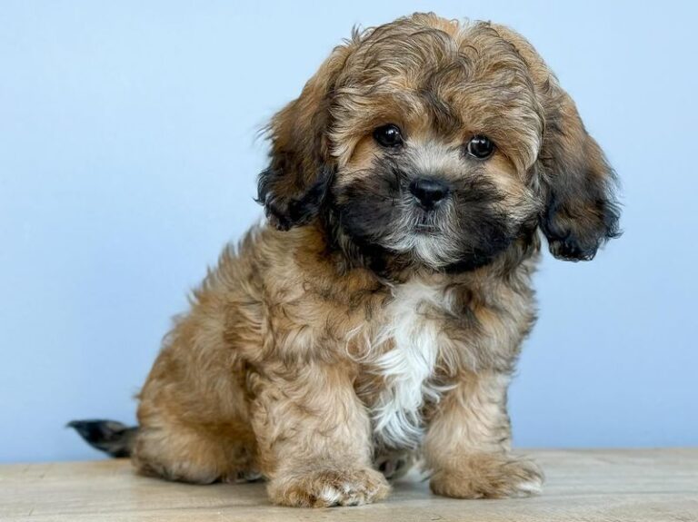 15 of the Most Popular Hybrid Dog Breeds - Epic dogs tales