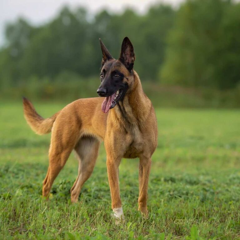 Is the Belgian Malinois Right for You? 8 Pros and Cons of This Elite ...