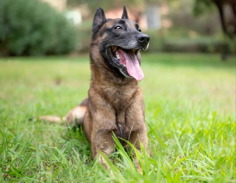 Is the Belgian Malinois Right for You? 8 Pros and Cons of This Elite ...