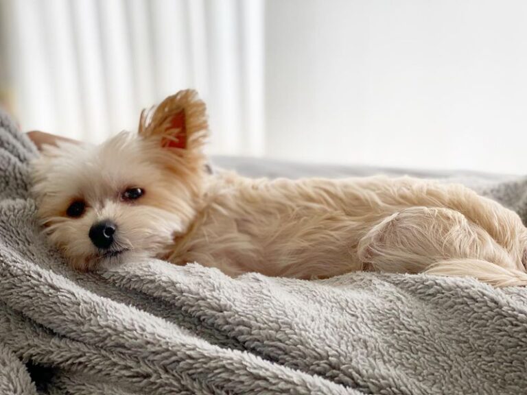 15 of the Most Popular Hybrid Dog Breeds - Epic dogs tales