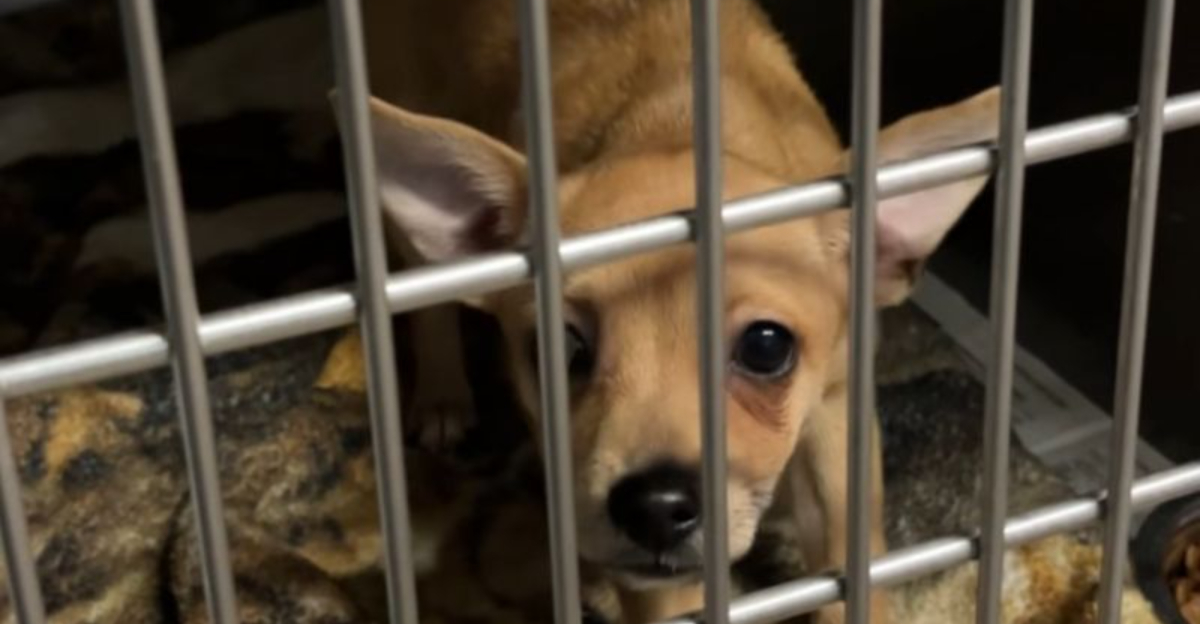 Returned but Not Broken: 11 Dog Breeds Frequently Surrendered — And How ...