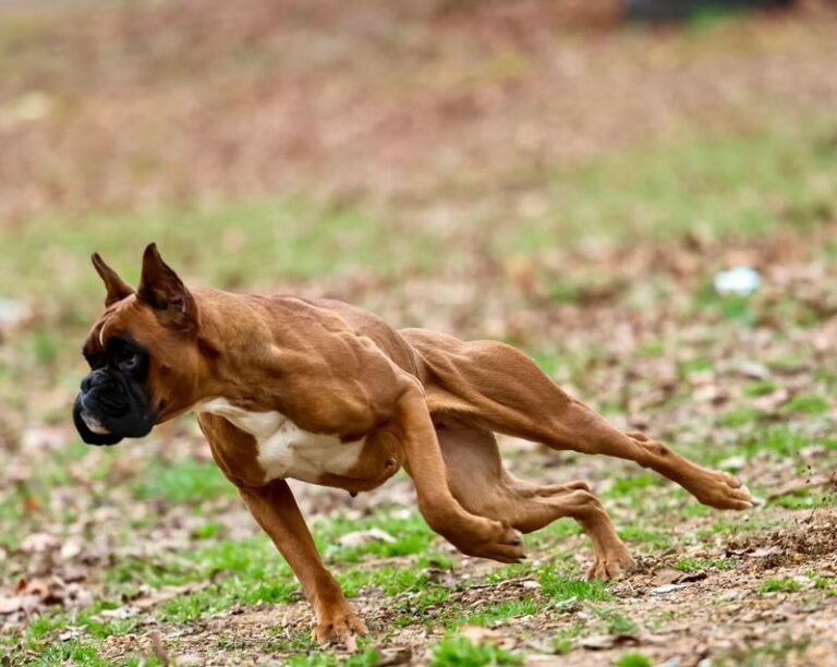 12 Most Muscular Dog Breeds And How They Got That Way - Epic dogs tales