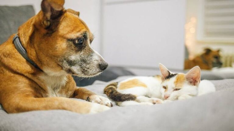 11 Gentle Ways to Help a Nervous Rescue Dog Build Confidence - Epic ...