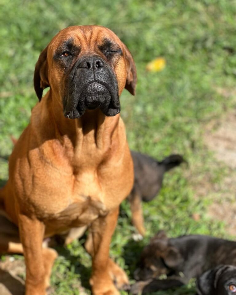 12 Most Muscular Dog Breeds And How They Got That Way - Epic dogs tales