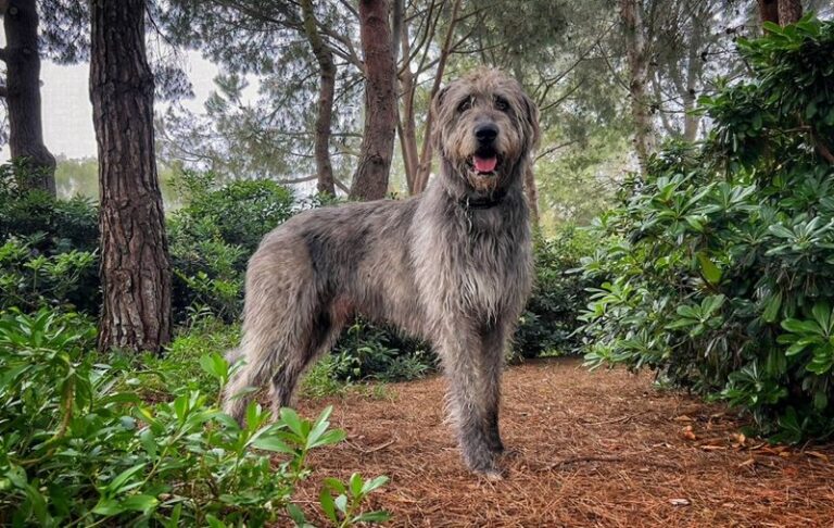 17 Tallest Dog Breeds, Ranked by Height - Epic dogs tales