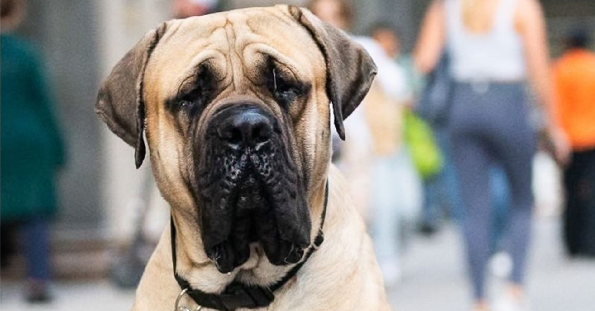 23 Largest Dog Breeds with Expert Tips - Epic dogs tales