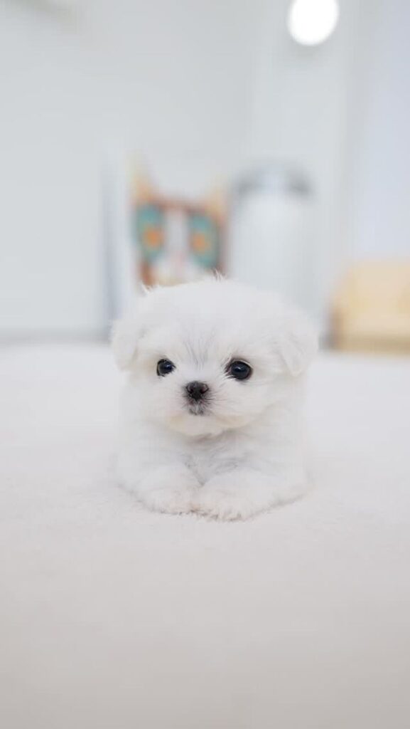 13 Dog Breeds with Incredibly Soft Fur - Epic dogs tales