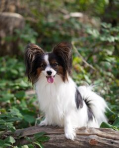 12 Tiny Dog Breeds That Stay Small in Both Height and Weight - Epic ...