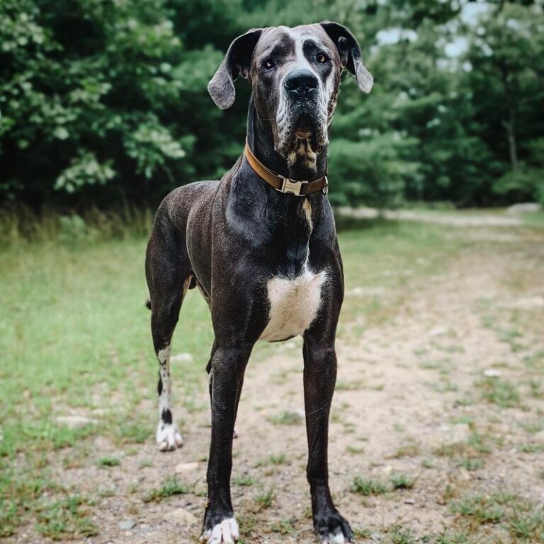12 Most Muscular Dog Breeds And How They Got That Way - Epic dogs tales