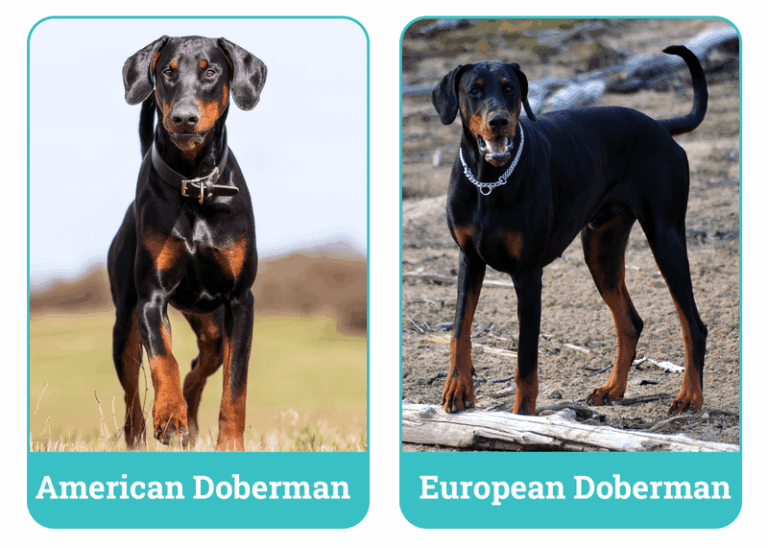 American Vs. European Dobermans: 13 Distinctive Traits Compared - Epic ...