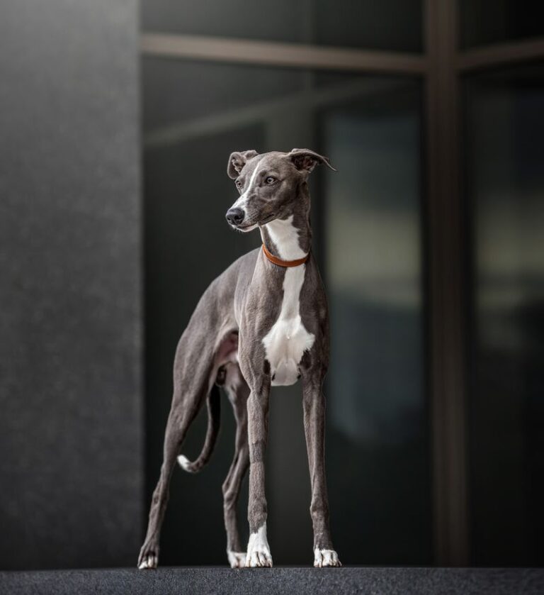 Sleek and Swift: The Top 12 Sighthound Breeds - Epic dogs tales