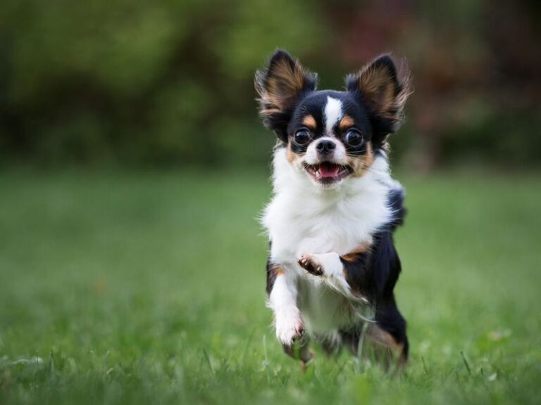 Small in Size, Big in Spirit: 9 Mighty Little Dog Breeds - Epic dogs tales