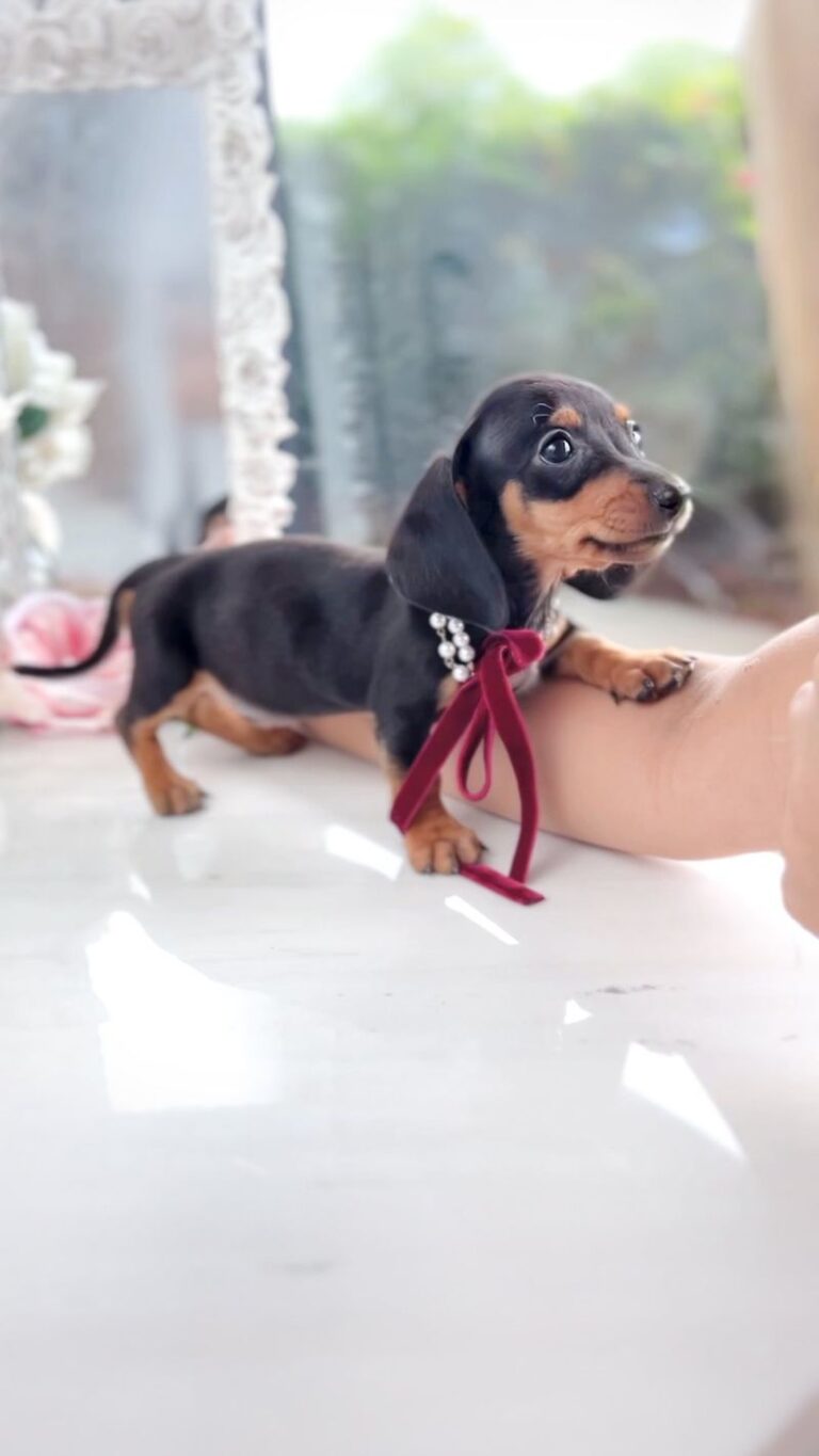 15 Pocket-Sized Pups You’ll Love: The Cutest Teacup Breeds - Epic dogs ...