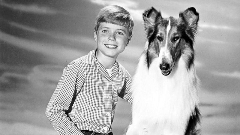 The 10 Most Famous Dogs of All Time—Ranked - Epic dogs tales