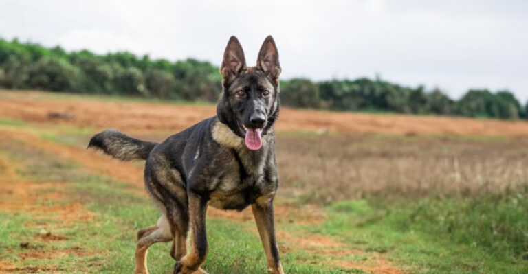 The 11 Most Protective Dog Breeds - Epic dogs tales