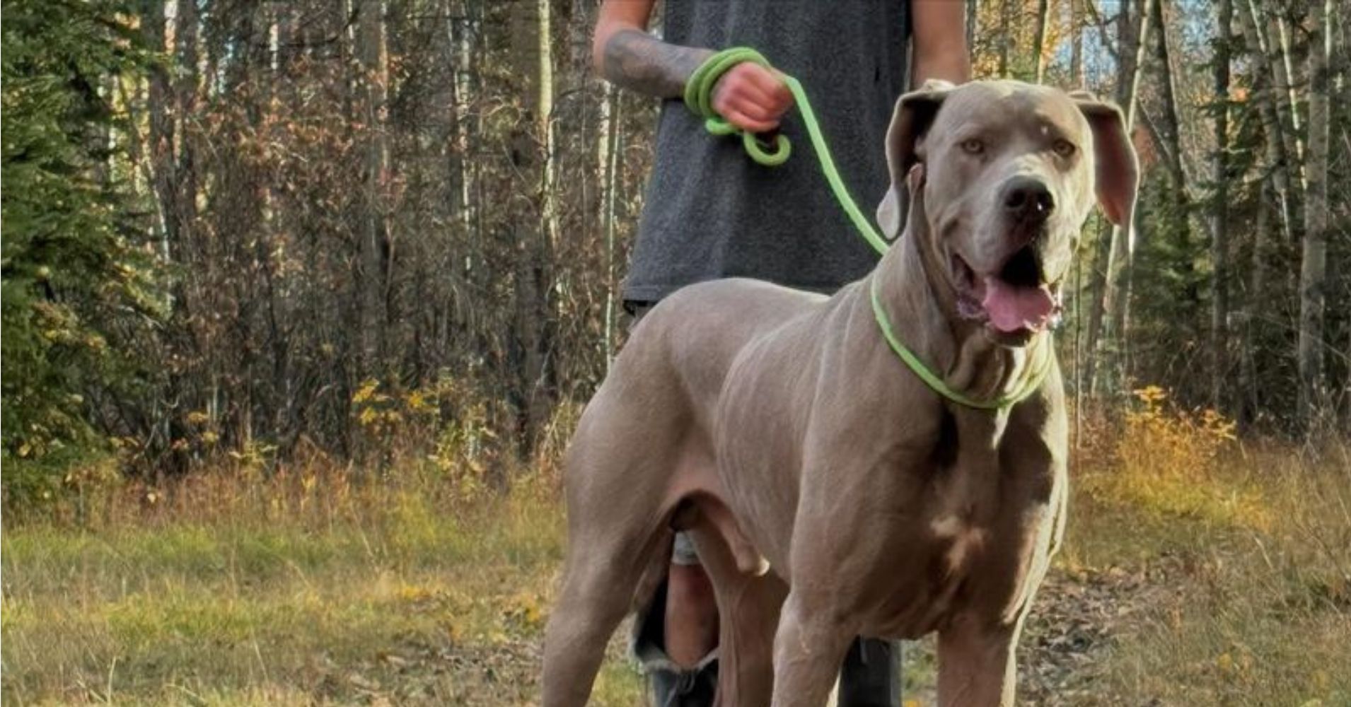 The 12 Largest Dog Breeds Known to Man - Epic dogs tales