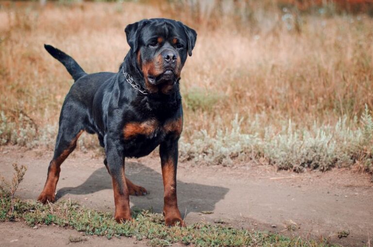 The 12 Most Intimidating Dog Breeds, And Why They Might Not Be for You ...