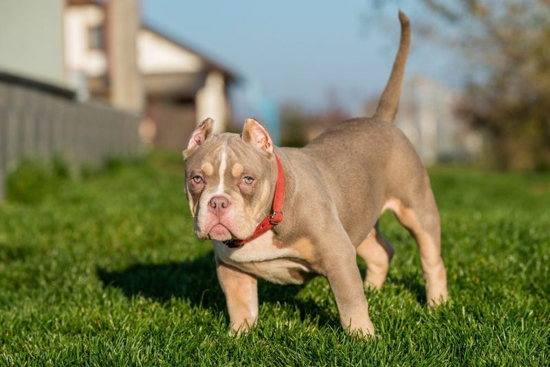 The 5 American Bully Breeds—Here’s What Sets Each One Apart - Epic dogs ...
