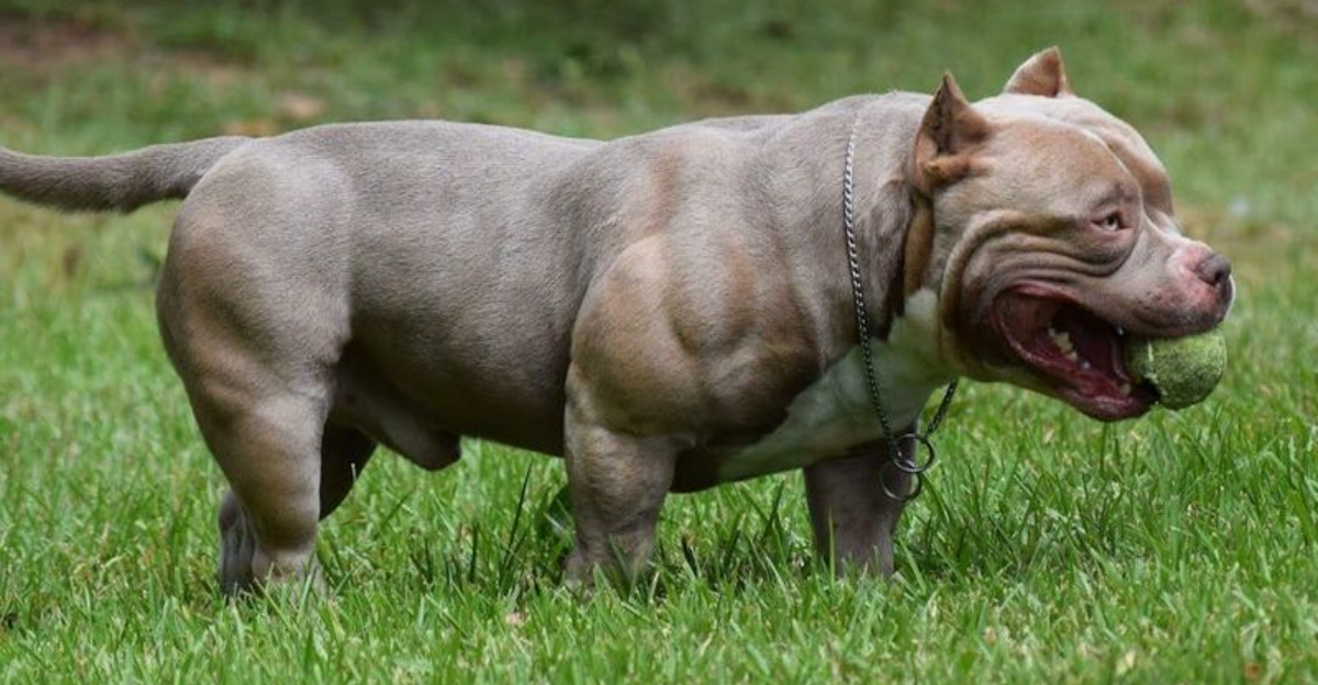 The 5 American Bully Breeds—Here’s What Sets Each One Apart - Epic dogs ...