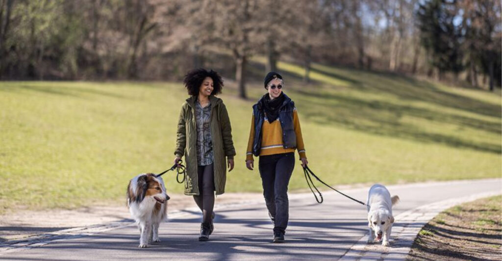 The Benefits of Daily Walks for Dogs - Epic dogs tales