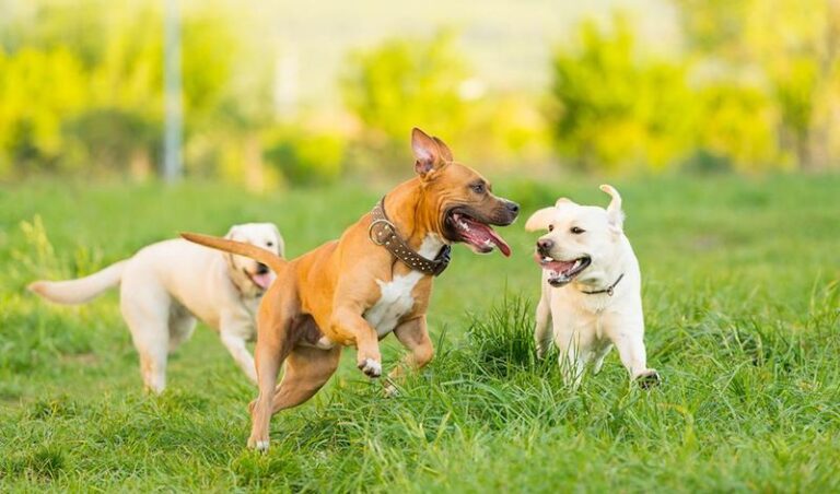 13 Tips and Tricks from the Dog Whisperer, Cesar Millan - Epic dogs tales