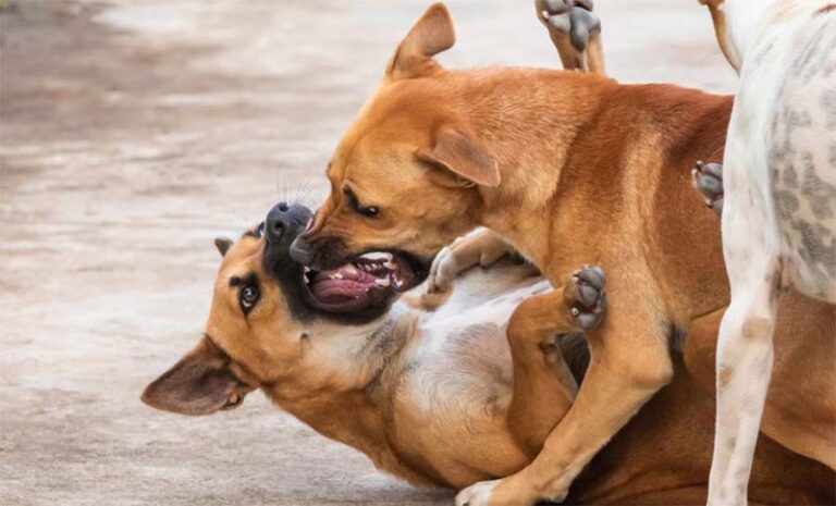12 Fastest Ways To Break Up A Dog Fight - Epic dogs tales
