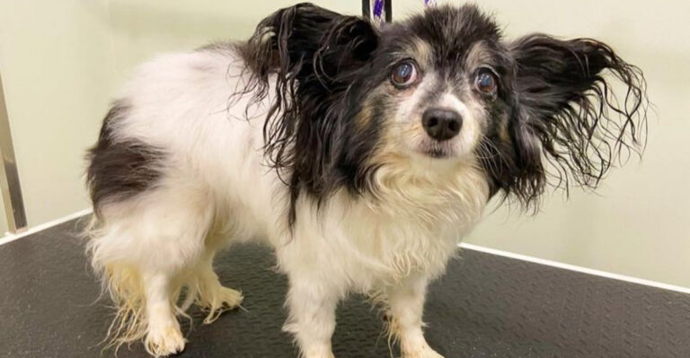 These 13 Dogs Never Seem to Grow Up — And That’s Why We Love Them ...