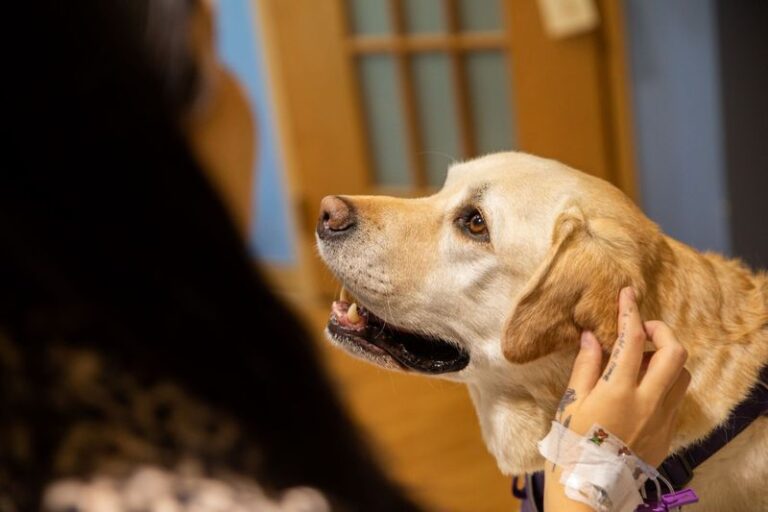These 15 Breeds Make The Best Therapy Dogs And Why - Epic dogs tales