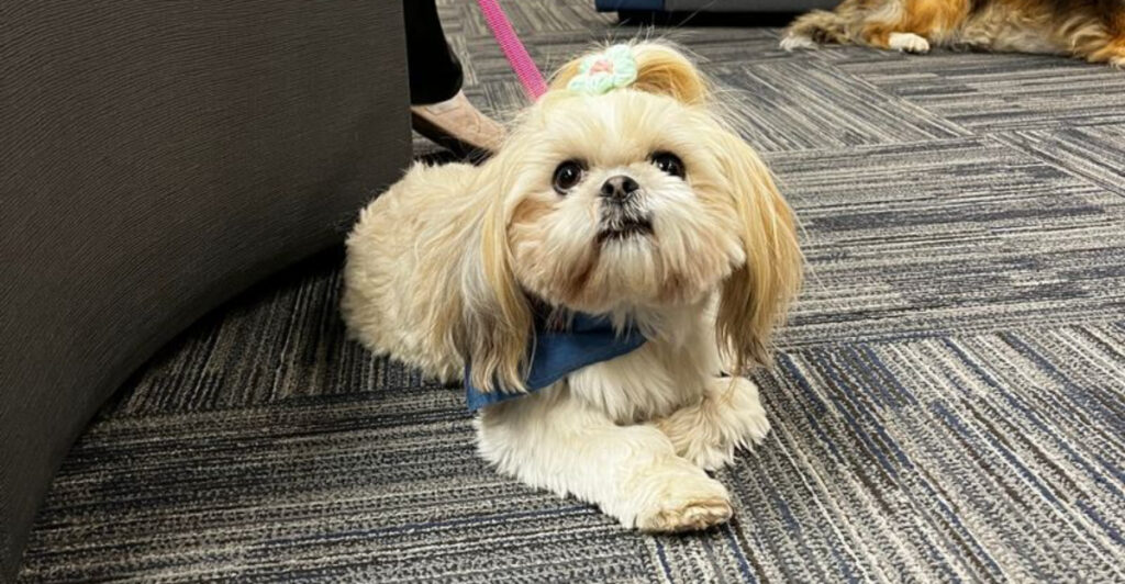 These 15 Breeds Make The Best Therapy Dogs And Why - Epic dogs tales