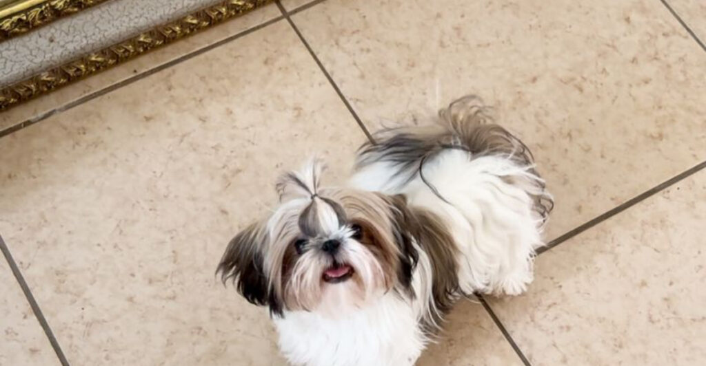 Tiny, Adorable, and Loyal: Top 15 Lap Dog Breeds - Epic dogs tales