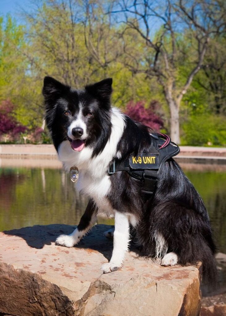 Top 10 Smartest Dog Breeds That Will Impress You With Their ...