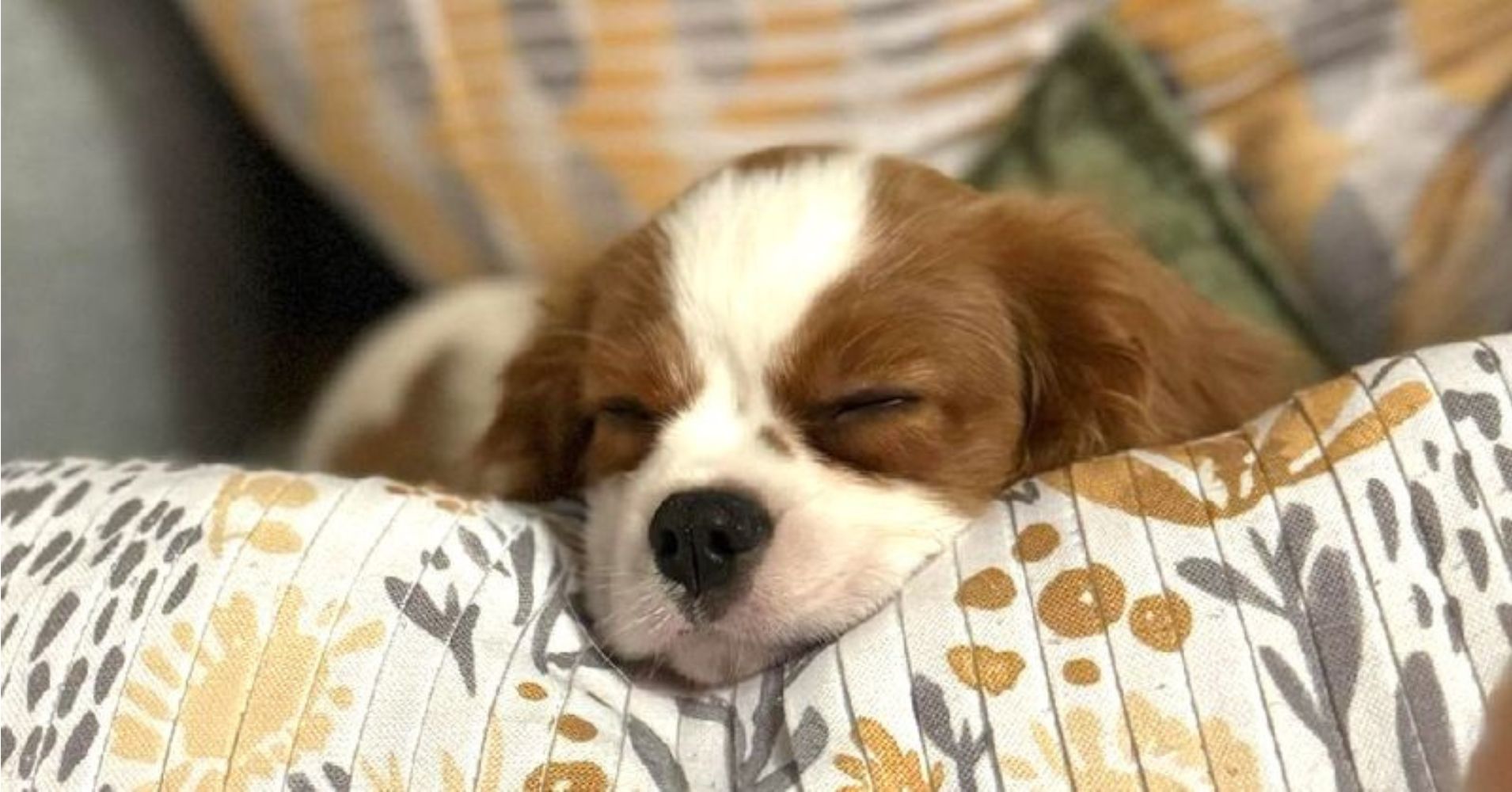 Top 12 Super Easy Dog Breeds to Live With - Epic dogs tales