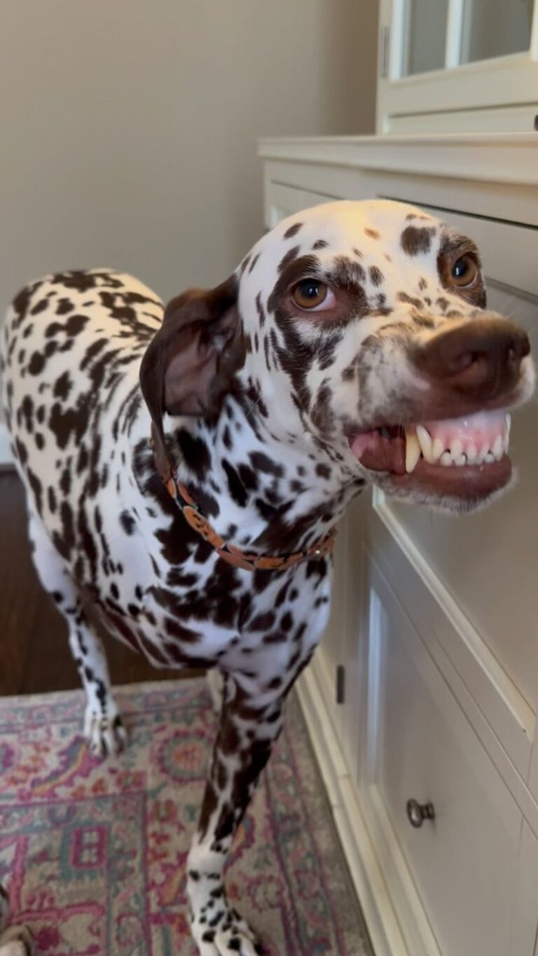 Top 13 Worst Dog Breeds, According to Data - Epic dogs tales
